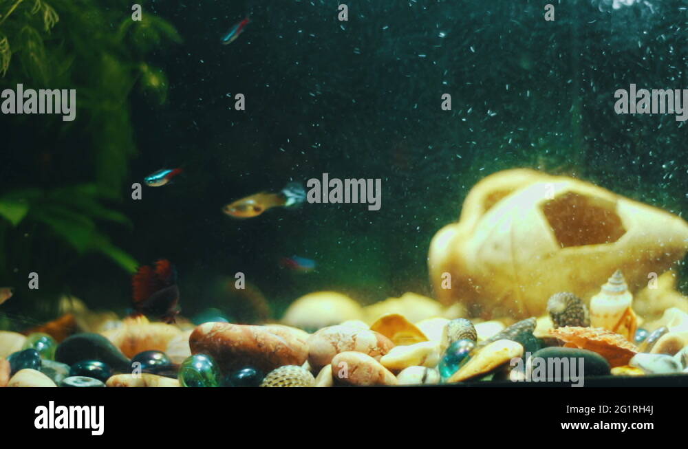 Many beautiful colourful fish with long voile tails and fine in home ...