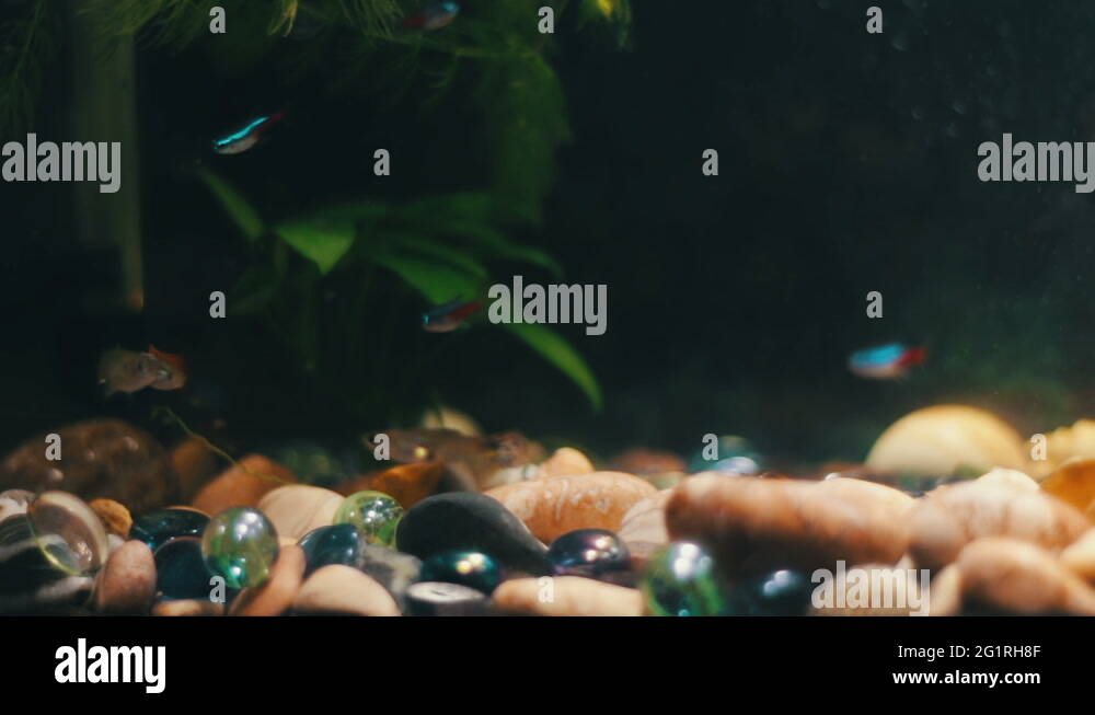 Many beautiful colourful fish with long voile tails and fine in home ...