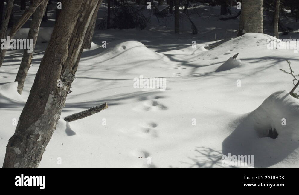 Tracks in snow forest Stock Videos & Footage - HD and 4K Video Clips ...