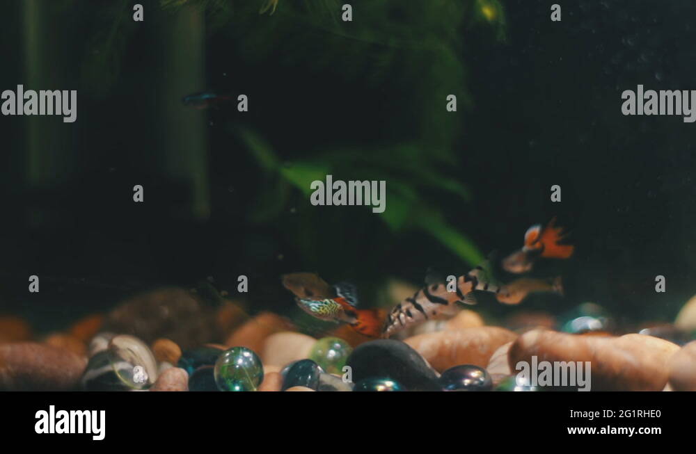 Many beautiful colourful fish with long voile tails and fine in home ...