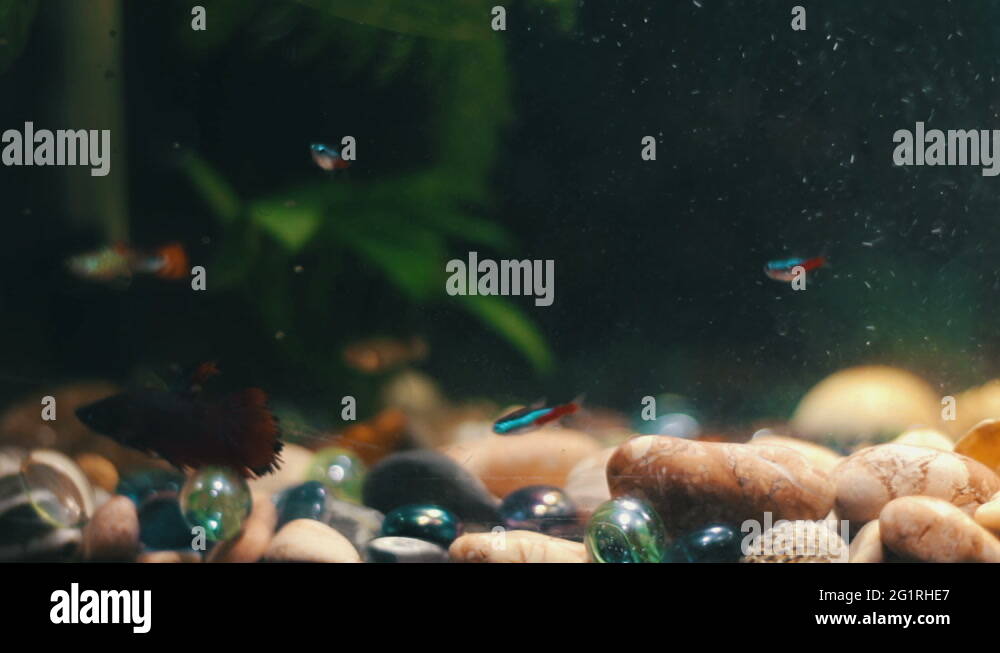 Many beautiful colourful fish with long voile tails and fine in home ...