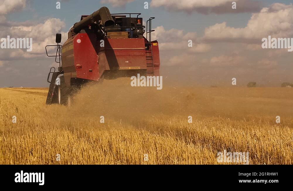 Combine scatters straw. Harvesting wheat. Back view. Gray rain sky ...