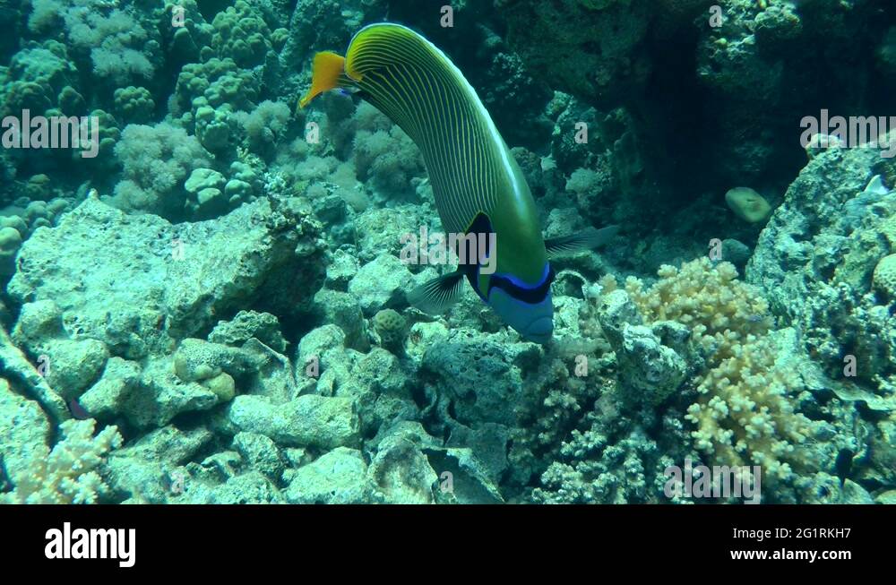 Imperator fish Stock Videos & Footage - HD and 4K Video Clips - Alamy