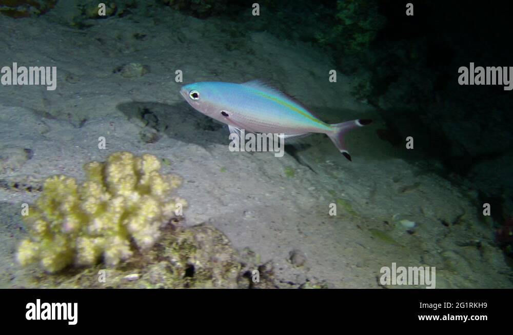 Fusilier de suez Stock Videos & Footage - HD and 4K Video Clips - Alamy