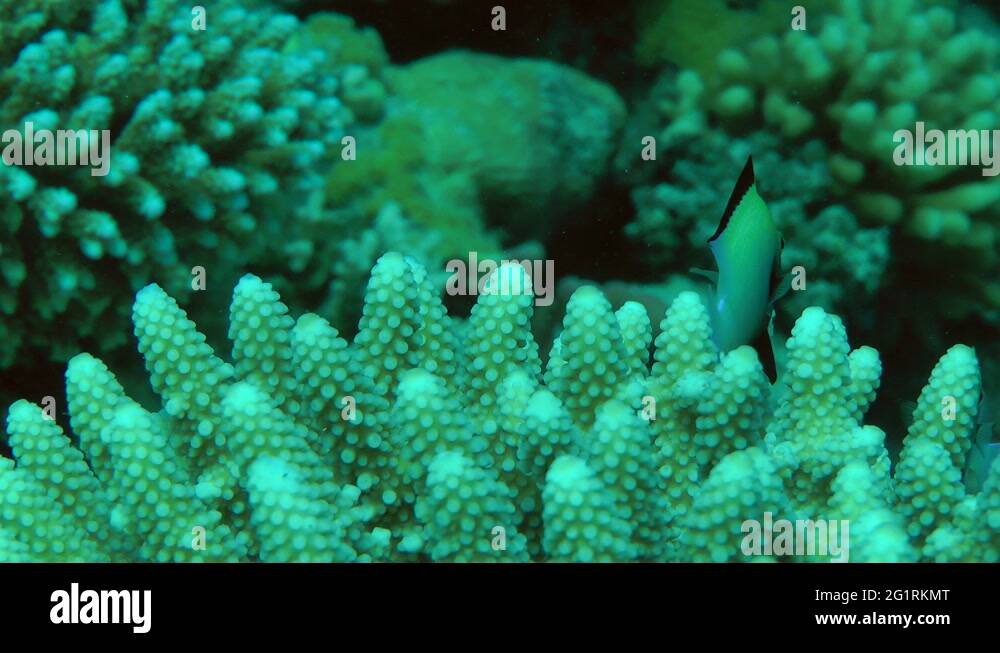 A flock of fish Marginate dascyllus (Dascyllus marginatus) in a bush of ...