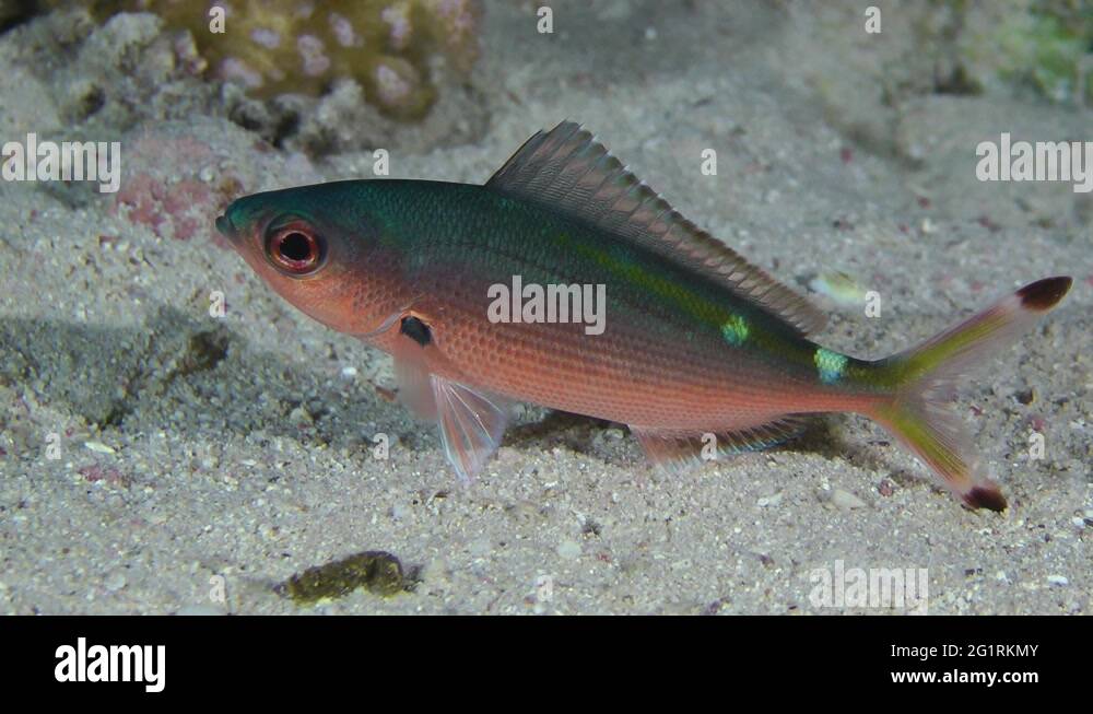 Fusilier de suez Stock Videos & Footage - HD and 4K Video Clips - Alamy