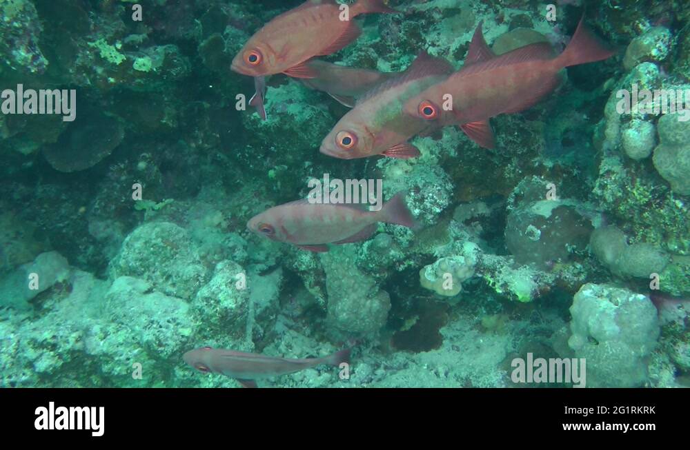 Moontail bullseye fish Stock Videos & Footage - HD and 4K Video Clips ...