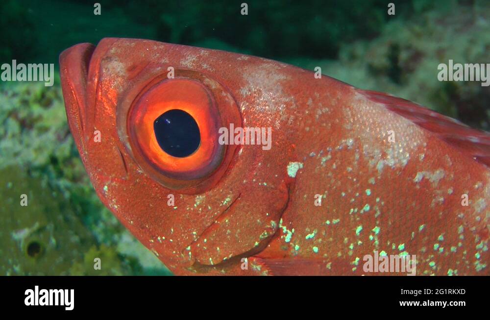 Moontail bullseye fish Stock Videos & Footage - HD and 4K Video Clips ...