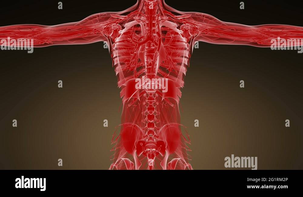 science anatomy of human body in x-ray with glow skeleton bones Stock ...