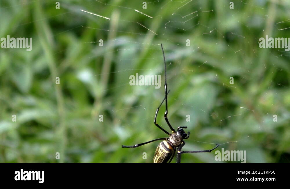 Spider web animal wildlife Stock Videos & Footage - HD and 4K Video ...