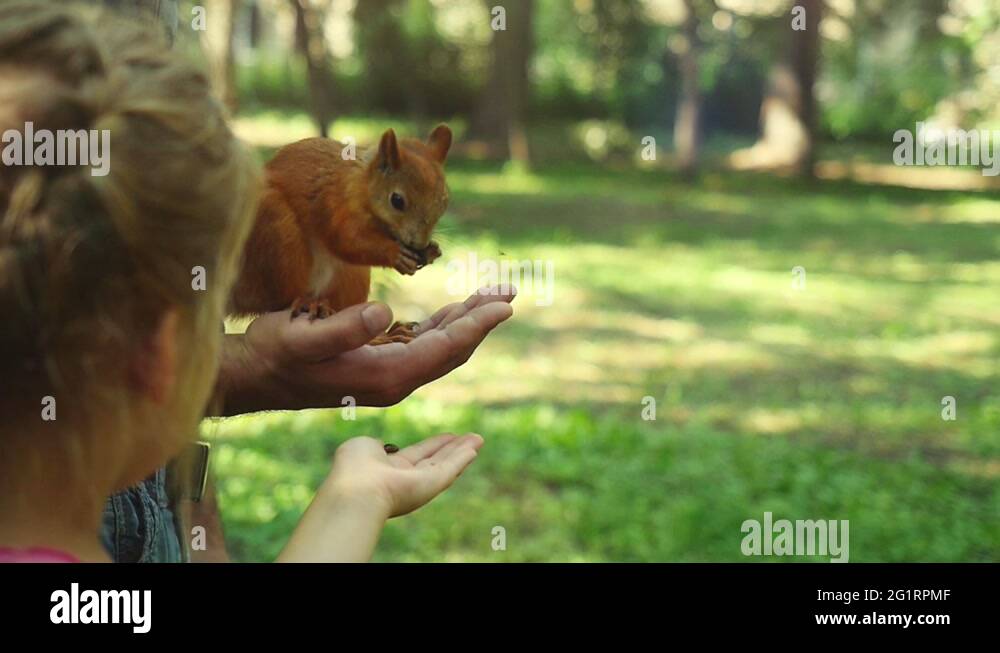 Cute little girl feed the red squirrels in the Park in summer in slow ...