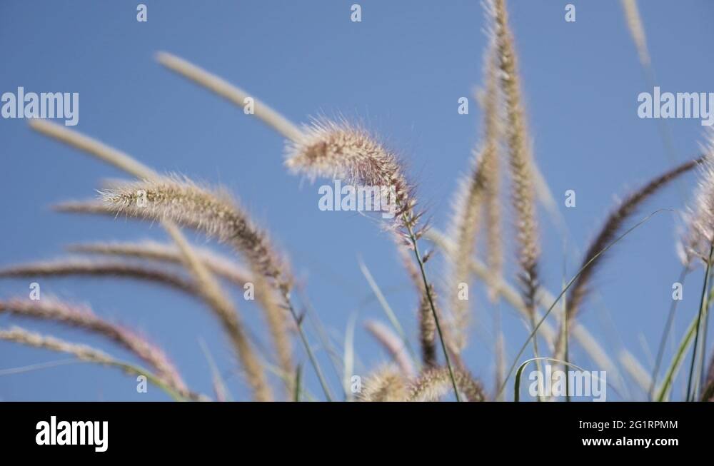 White swaying vegetation natural background Stock Videos & Footage - HD ...