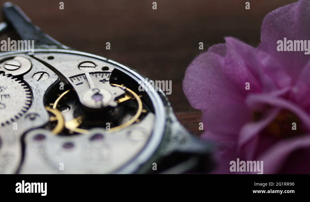 Flower power movement Stock Videos & Footage - HD and 4K Video Clips ...