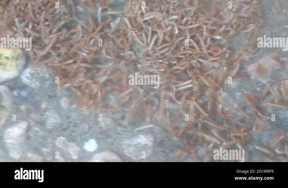 Aquatic insect invertebrate animal Stock Videos & Footage - HD and 4K ...