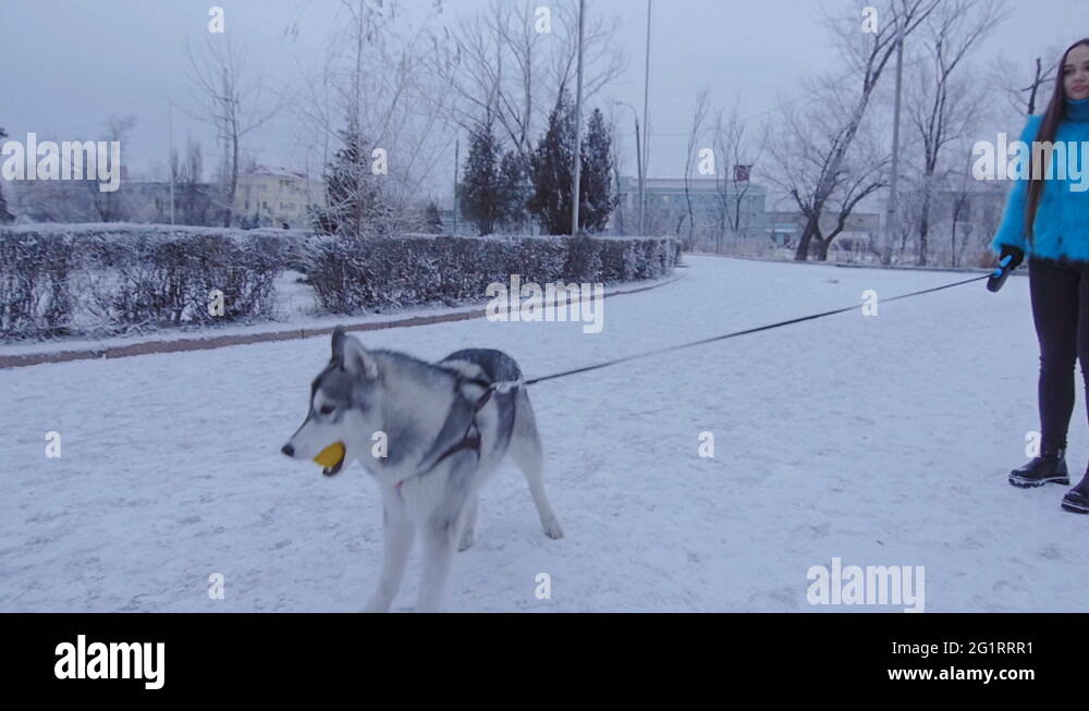 Dog catches tail Stock Videos & Footage - HD and 4K Video Clips - Alamy