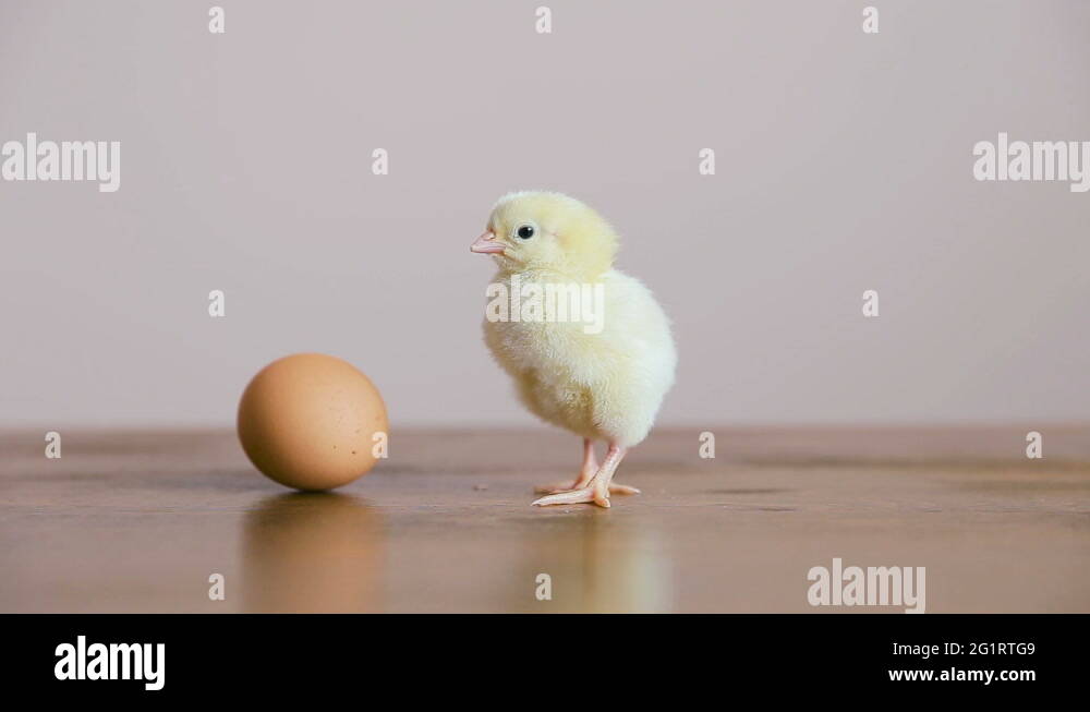Fluffy hen chick by shell Stock Videos & Footage - HD and 4K Video ...