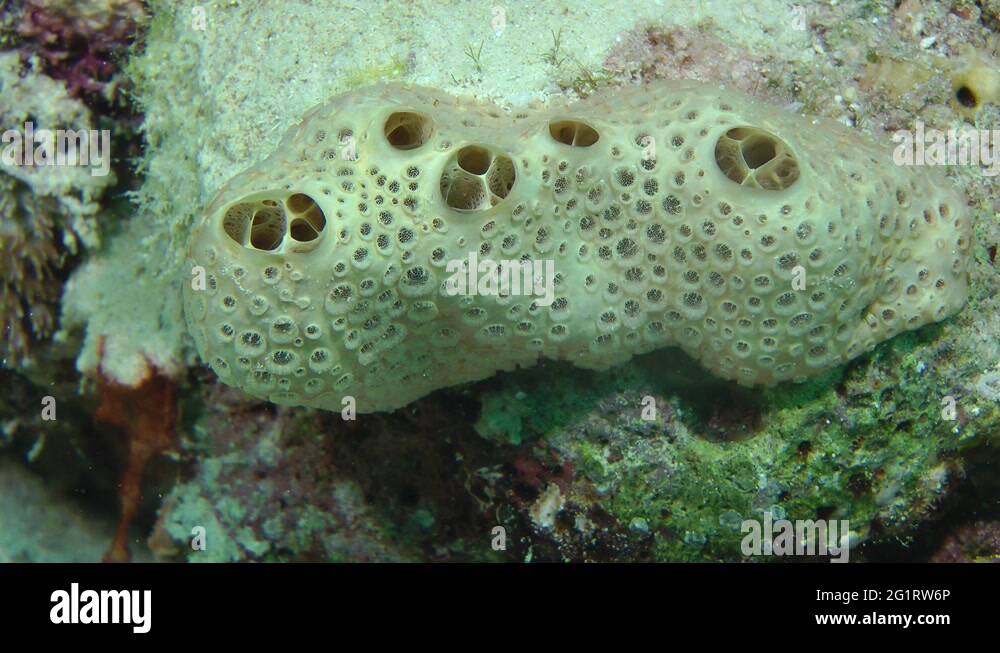 Wart cream Stock Videos & Footage - HD and 4K Video Clips - Alamy