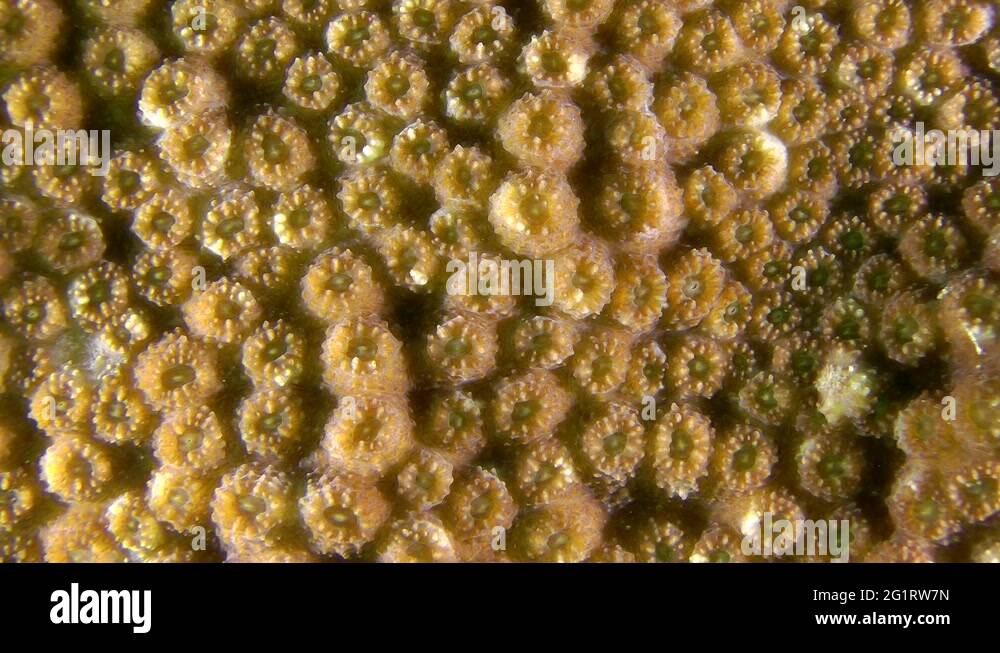 Starburst polyps Stock Videos & Footage - HD and 4K Video Clips - Alamy