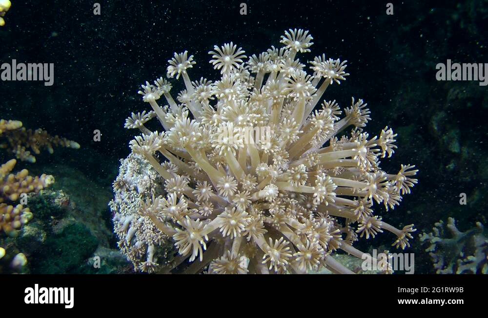 Polyps stony coral goniopora Stock Videos & Footage - HD and 4K Video ...