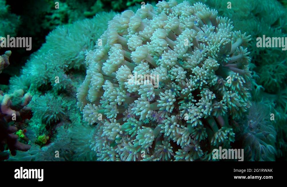 Goniopora columna Stock Videos & Footage - HD and 4K Video Clips - Alamy
