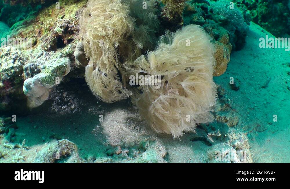 Anthelia glauca Stock Videos & Footage - HD and 4K Video Clips - Alamy