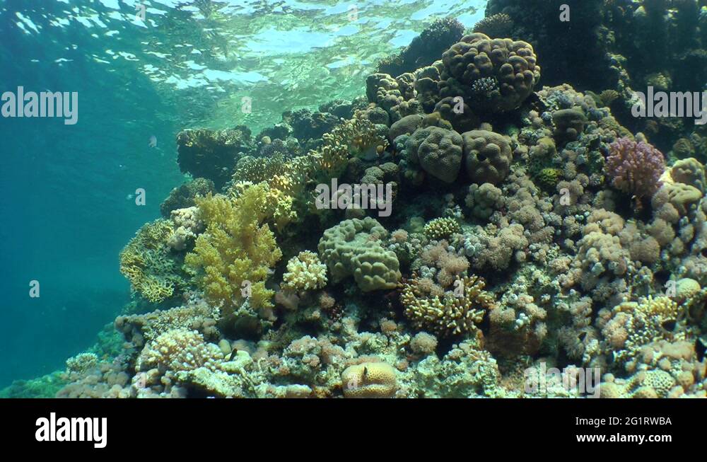 Net Fire Coral (Millepora dichotoma) and various types of bright corals ...