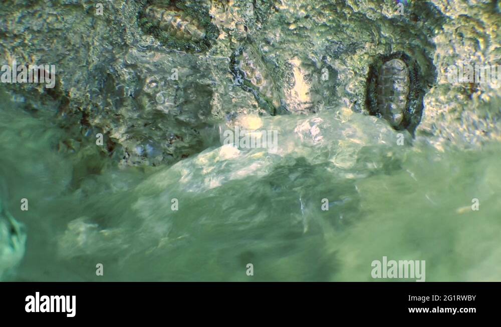 West Indian fuzzy chiton (Acanthopleura granulata) on a stone splashed ...