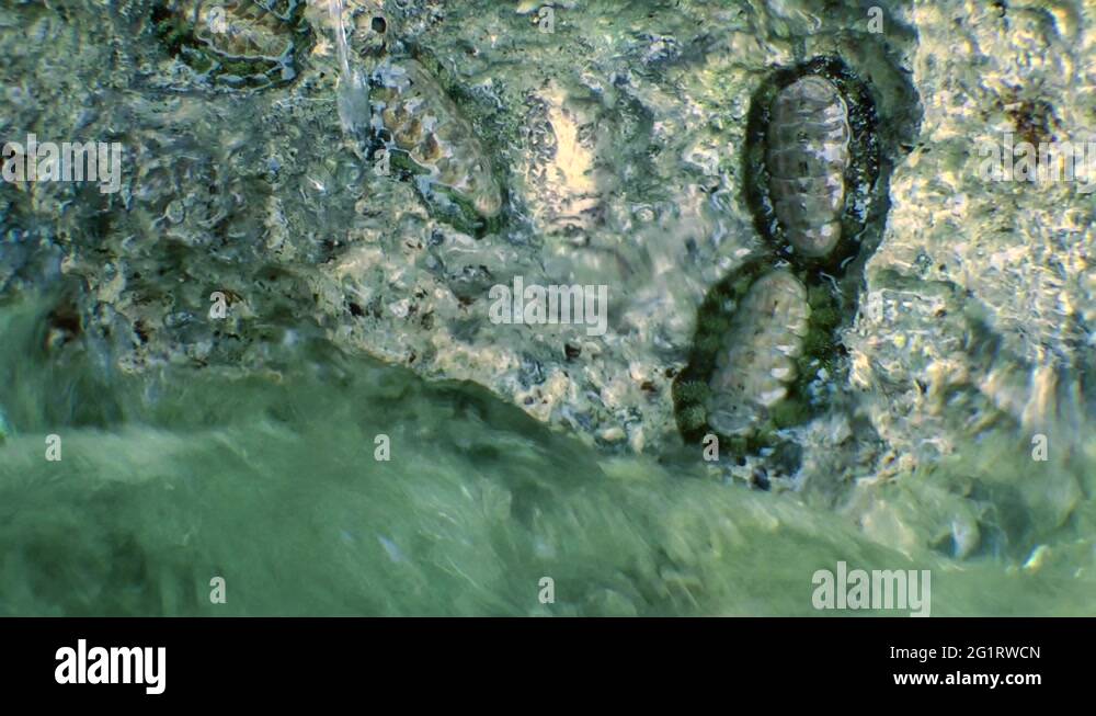 West Indian fuzzy chiton (Acanthopleura granulata) on a stone splashed ...