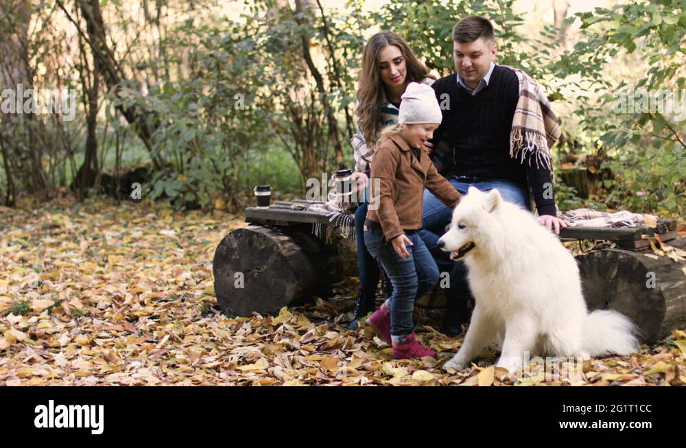 Samoyed family Stock Videos & Footage - HD and 4K Video Clips - Alamy