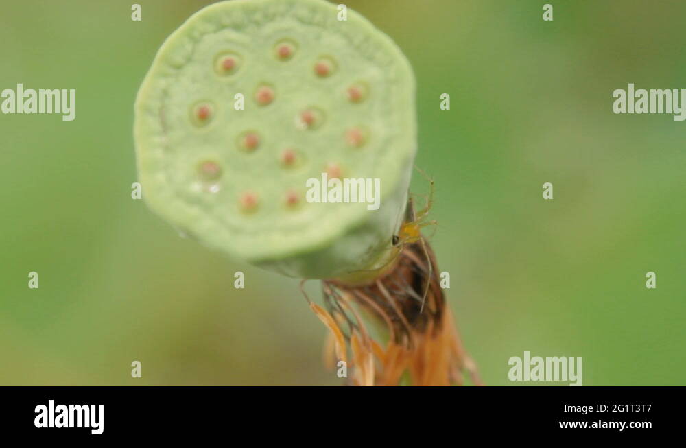 Lotus flower and seed pod Stock Videos & Footage - HD and 4K Video ...