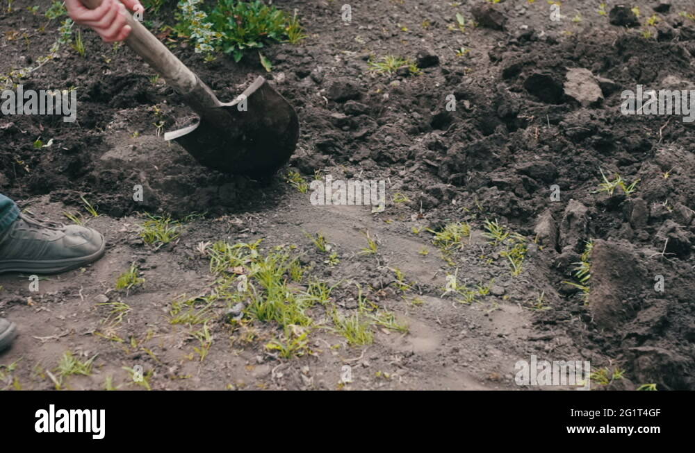 The man in the garden with a shovel digging a hole in the ground Stock ...