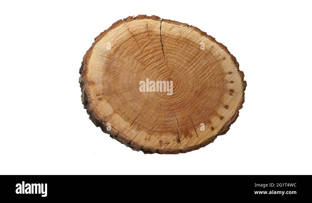 Oak cross section Stock Videos & Footage - HD and 4K Video Clips - Alamy