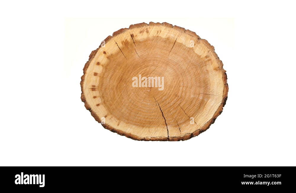 Rotating cross section of tree stump, isolated on white background ...