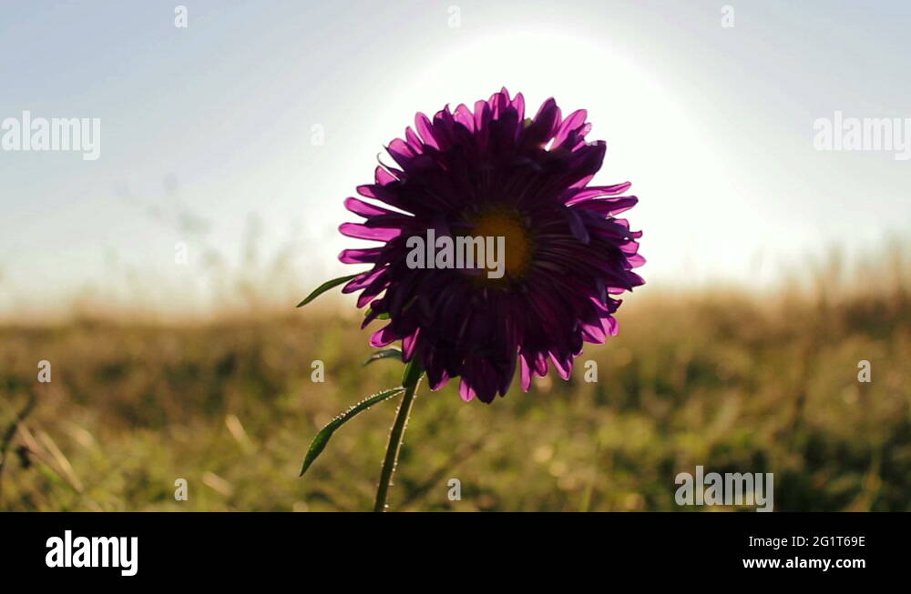 Beautiful mexican aster flower Stock Videos & Footage - HD and 4K Video ...