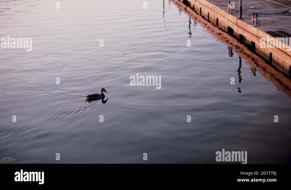 Mooring duck Stock Videos & Footage - HD and 4K Video Clips - Alamy