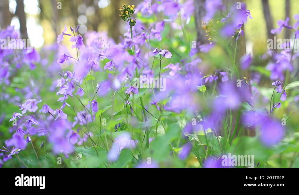 Bluish violet flowers Stock Videos & Footage - HD and 4K Video Clips ...