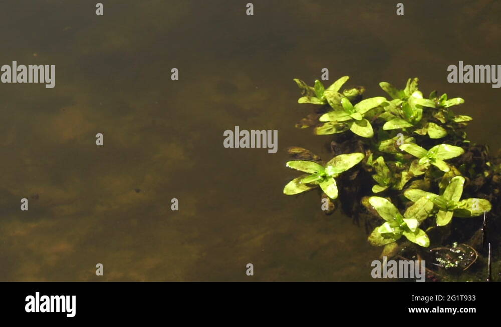 Aquatic plant leaves Stock Videos & Footage - HD and 4K Video Clips - Alamy