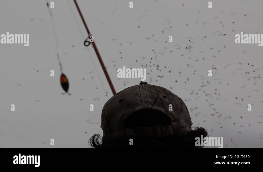 Gnat head Stock Videos & Footage - HD and 4K Video Clips - Alamy