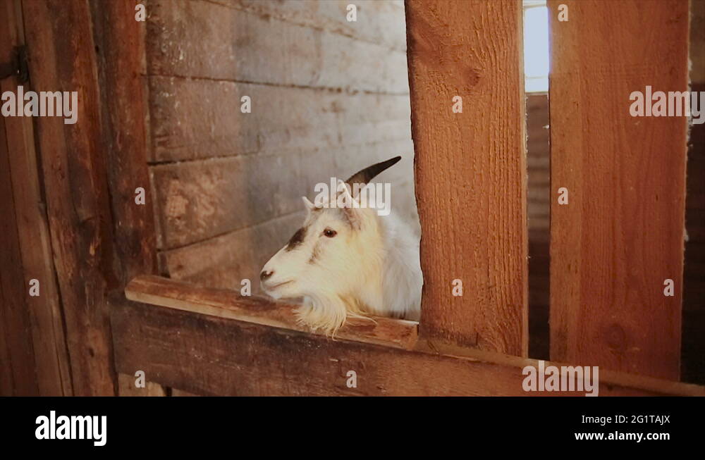 Stall animal Stock Videos & Footage - HD and 4K Video Clips - Alamy