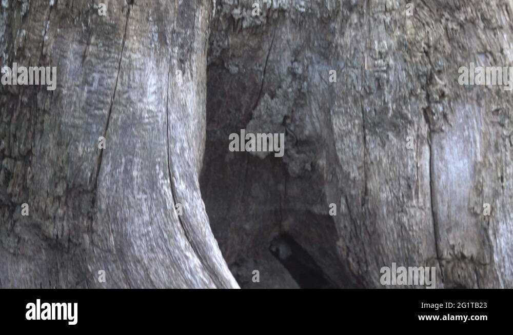 Dry tree with roots Stock Videos & Footage - HD and 4K Video Clips - Alamy