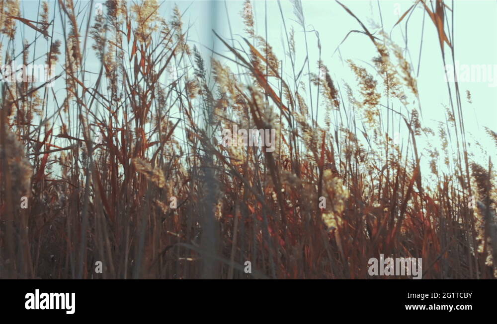 Dry bulrush Stock Videos & Footage - HD and 4K Video Clips - Alamy