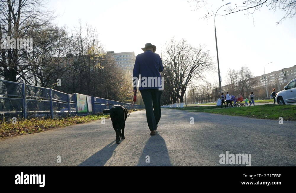 Older man walking his dog Stock Videos & Footage - HD and 4K Video ...