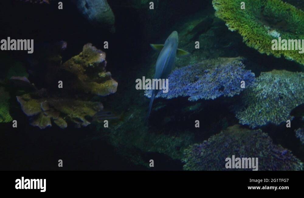 Beautiful exotic see fish in an aquarium in slow motion. Underwater ...