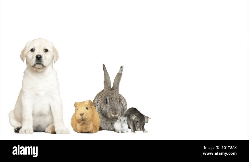Hamster and dog Stock Videos & Footage - HD and 4K Video Clips - Alamy