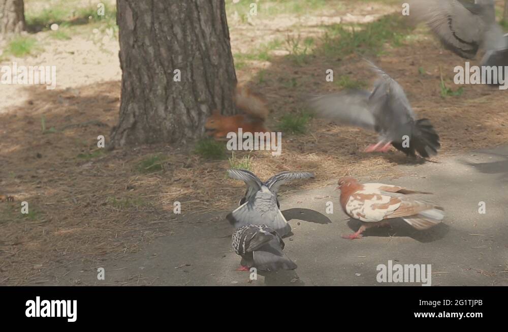 Pigeon and squirrel Stock Videos & Footage - HD and 4K Video Clips - Alamy
