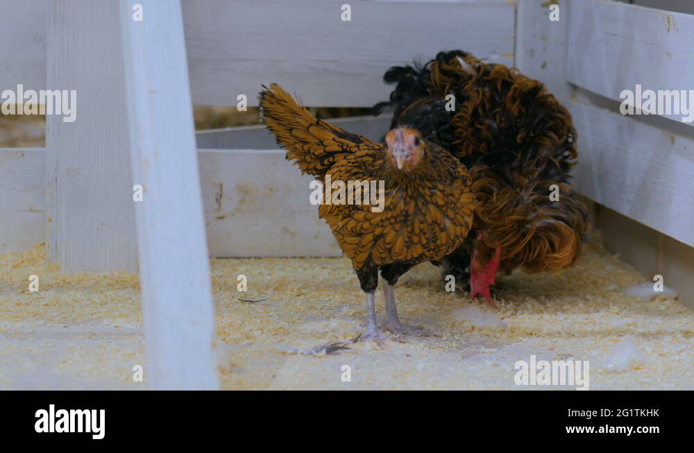 Curly hen Stock Videos & Footage - HD and 4K Video Clips - Alamy