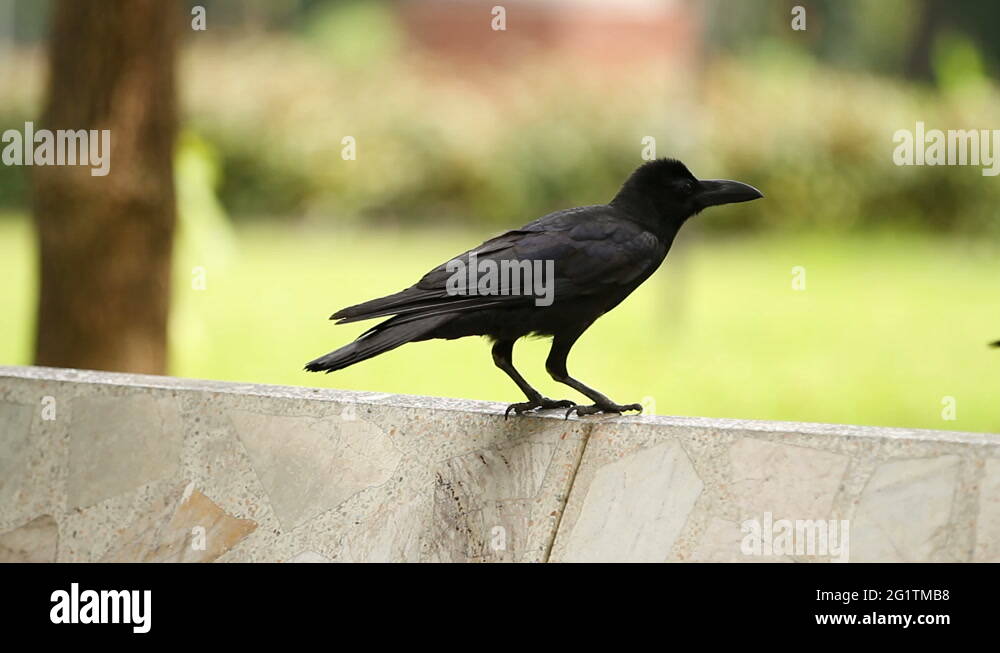 Raven stone Stock Videos & Footage - HD and 4K Video Clips - Alamy