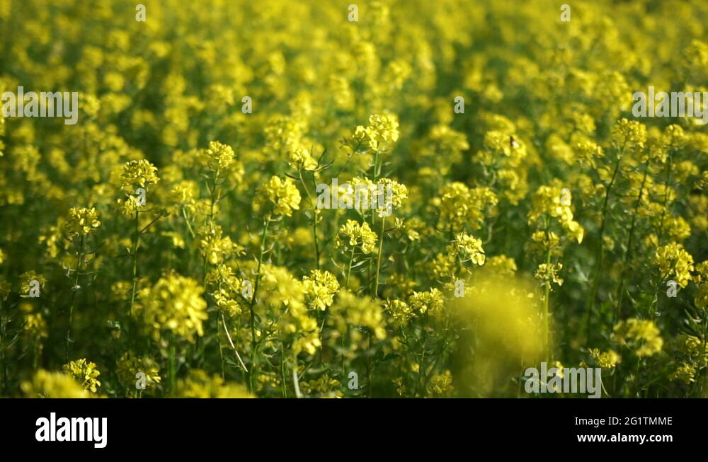 Mustard oil plants Stock Videos & Footage - HD and 4K Video Clips - Alamy