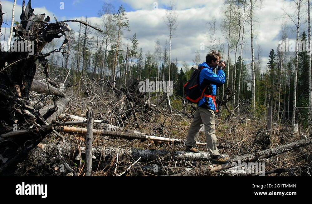 Deforestation, Ecological damage, Environmental Impacts of Logging ...