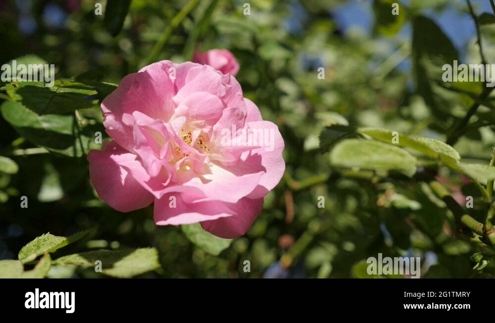 Rosa shrub rose Stock Videos & Footage - HD and 4K Video Clips - Alamy